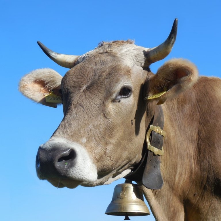 Bovine Genetic Identification | identifica